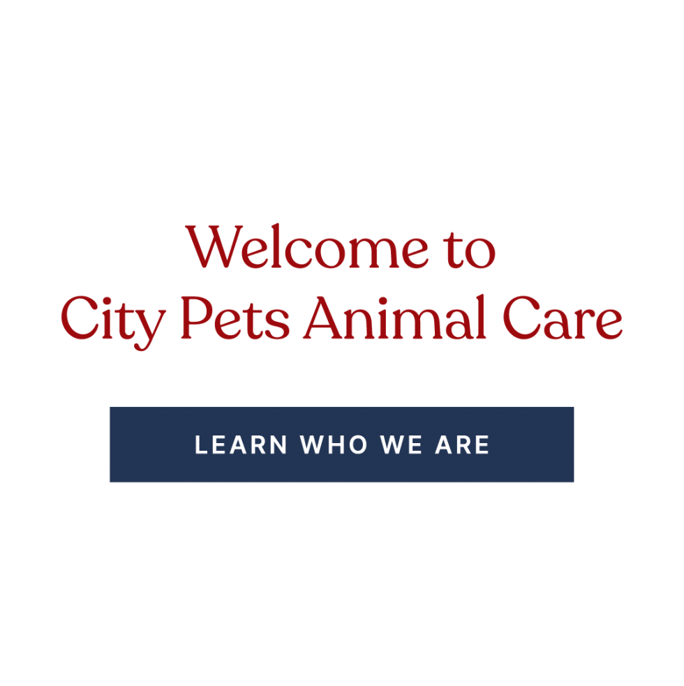 Veterinarian in Nashville TN - City Pets Animal Care